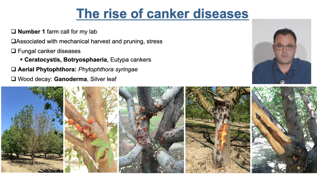 Emerging Almond Disease and Recurrent Disease Outbreaks - Almond ...