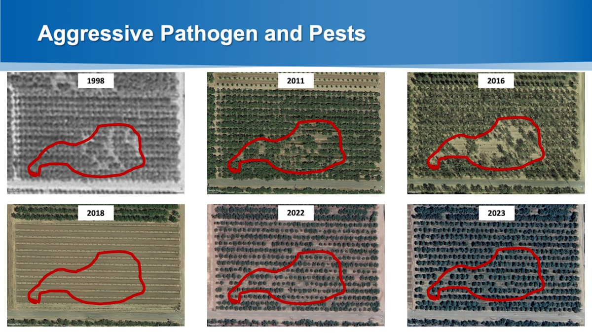 Pest Management Considerations and Planning When Replanting an Almond ...